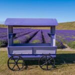 (MT) Mount Cook Return Day Tour Via Lake Tekapo from Christchurch - Who Is This Tour Best For?