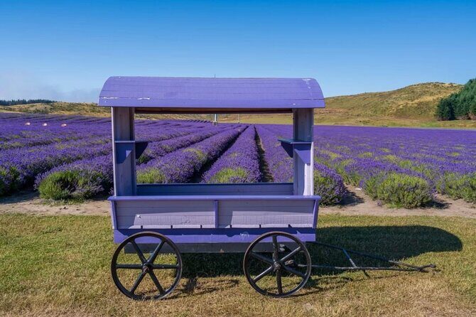 (MT) Mount Cook Return Day Tour Via Lake Tekapo from Christchurch - Who Is This Tour Best For?