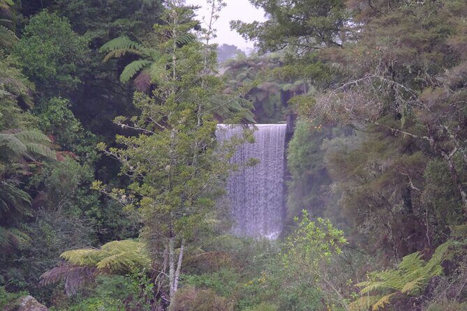 New Zealand Tauranga Tour with Transportation and Snacks - Overview of the Tour Experience