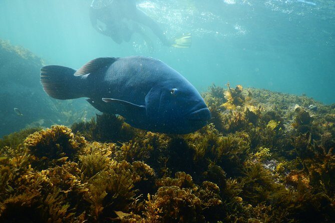 Non Swimmers Discovery Tour ocean - Who Should Consider This Tour?