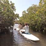 Noosa: Epic Stand Up Paddle Stingray & Mangrove Tunnel Tour - A Deep Dive into the Noosa SUP Experience