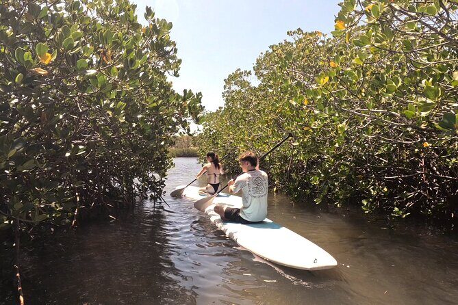 Noosa: Epic Stand Up Paddle Stingray & Mangrove Tunnel Tour - A Deep Dive into the Noosa SUP Experience