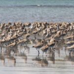 One Day Birding Adventure - The Sum Up