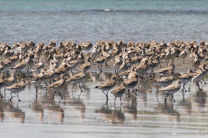 One Day Birding Adventure - The Sum Up