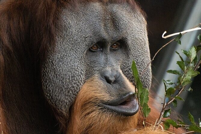 Orangutan Experience at Melbourne Zoo - excl. entry - The Sum Up