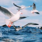 Otago Harbour Wildlife Cruise (Dunedin Shore Excursion) - Value and Practical Considerations