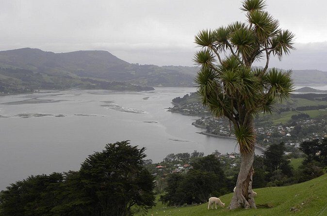 Otago Peninsula Tour and Larnach Castle City Sights (min 4 ) - Discovering Dunedin’s Best on a 6-Hour Journey