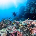 Outer Reef Scuba Diving Day Tour from Agnes Water 1770 - What You Can Expect from the Itinerary