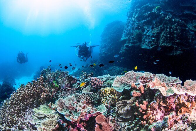 Outer Reef Scuba Diving Day Tour from Agnes Water 1770 - What You Can Expect from the Itinerary