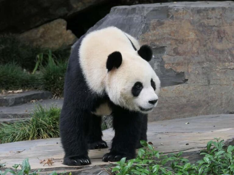 Panda & Friends Tour and a Day at Adelaide Zoo - Who Is This Tour Best Suited For?