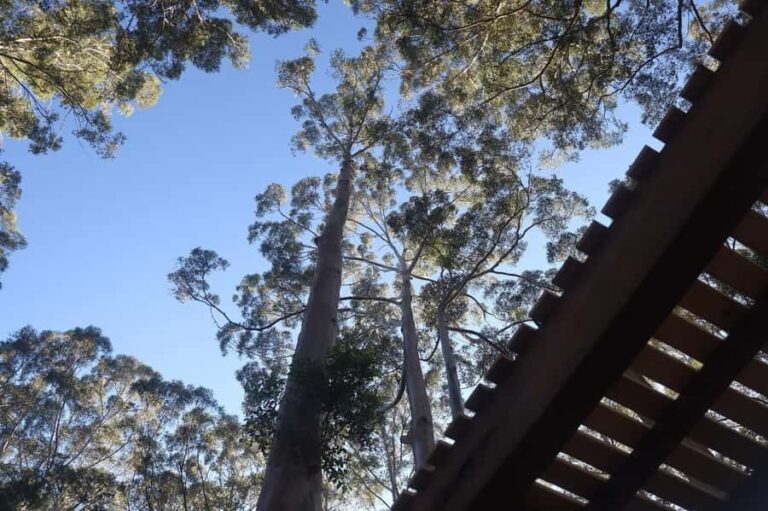 Pemberton: 2.5h Ultimate Ziplines & High Ropes Experience - Who Should Consider This Adventure?