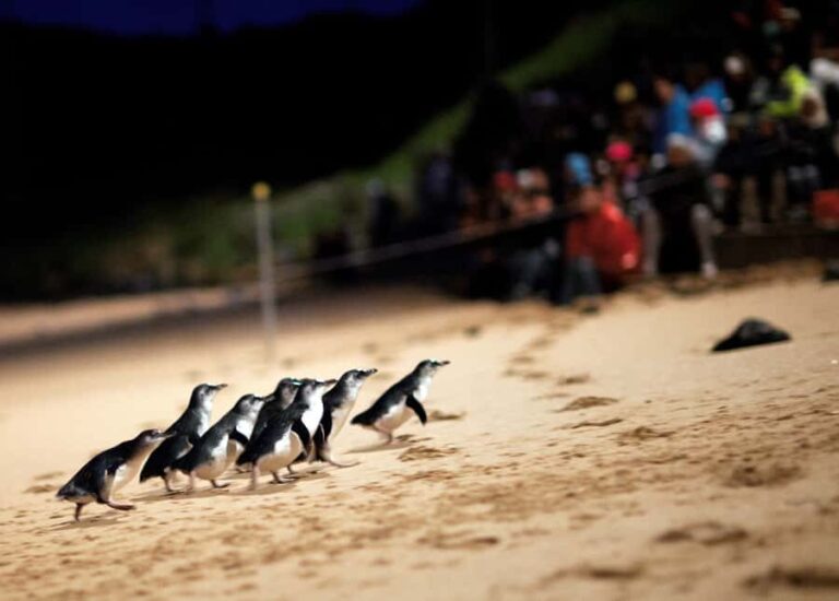 Penguin Parade: General Viewing Ticket - What to Expect on the Night