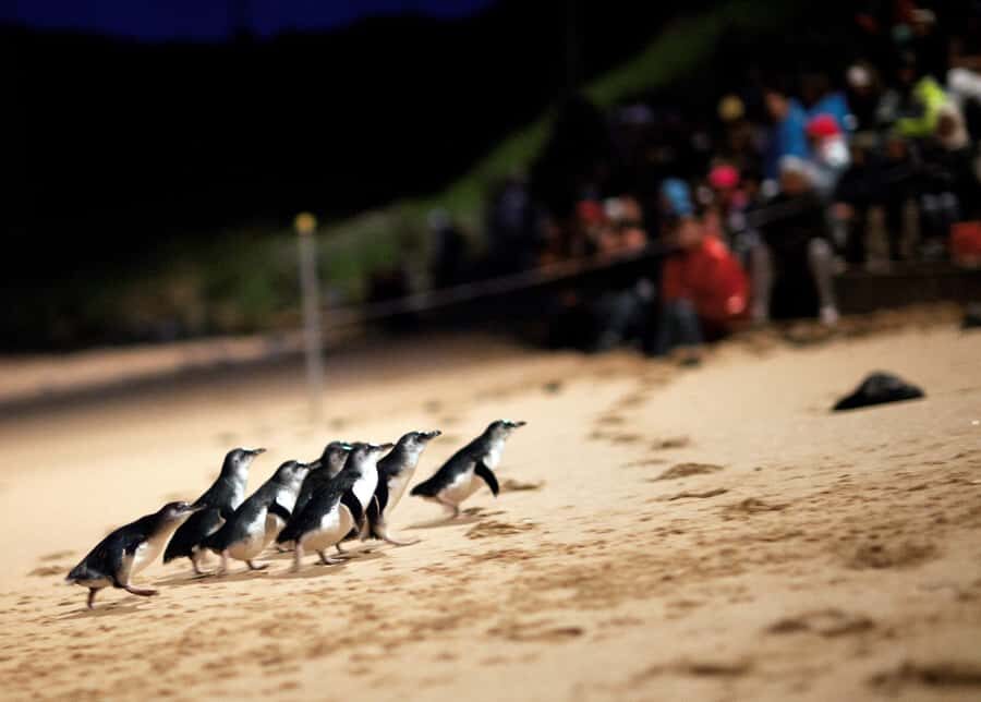 Penguin Parade: General Viewing Ticket - What to Expect on the Night