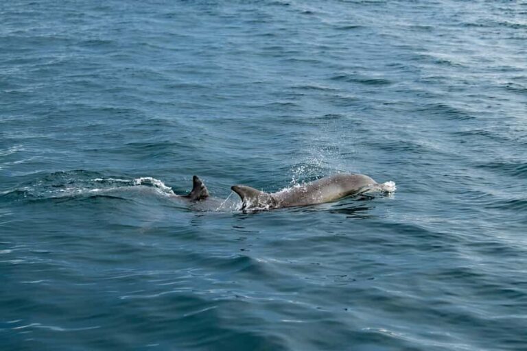 Penneshaw: Kangaroo Island Ultimate Adventure Tour - Why This Tour Works