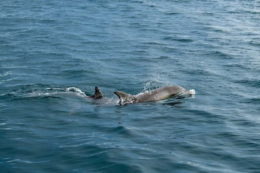 Penneshaw: Kangaroo Island Ultimate Adventure Tour - Why This Tour Works