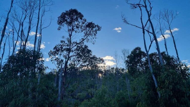 Perth: Bickley Valley Hiking Experience with Morning Tea - Who Should Consider This Tour?