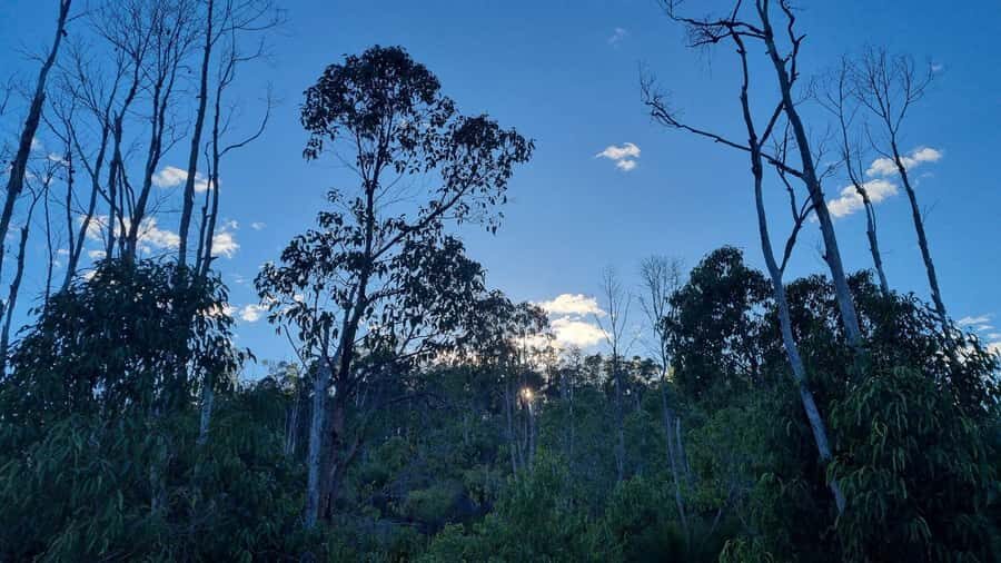 Perth: Bickley Valley Hiking Experience with Morning Tea - Who Should Consider This Tour?