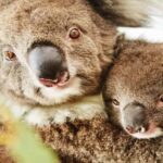 Perth: Pinnacles and Swan Valley Wine Day Tour with Lunch - A Deep Dive into the Experience