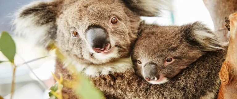 Perth: Pinnacles and Swan Valley Wine Day Tour with Lunch - A Deep Dive into the Experience