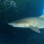 Perth: Rottnest Island Scuba Diving Day Trip-Certified Diver - An In-Depth Look at the Experience