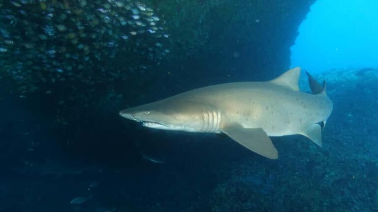 Perth: Rottnest Island Scuba Diving Day Trip-Certified Diver - An In-Depth Look at the Experience