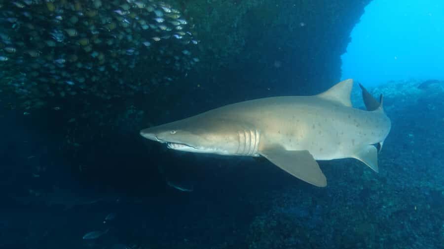 Perth: Rottnest Island Scuba Diving Day Trip-Certified Diver - An In-Depth Look at the Experience