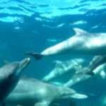 Perth: Swim with Wild Dolphins Tour - The Guides and Crew: What Sets Them Apart?