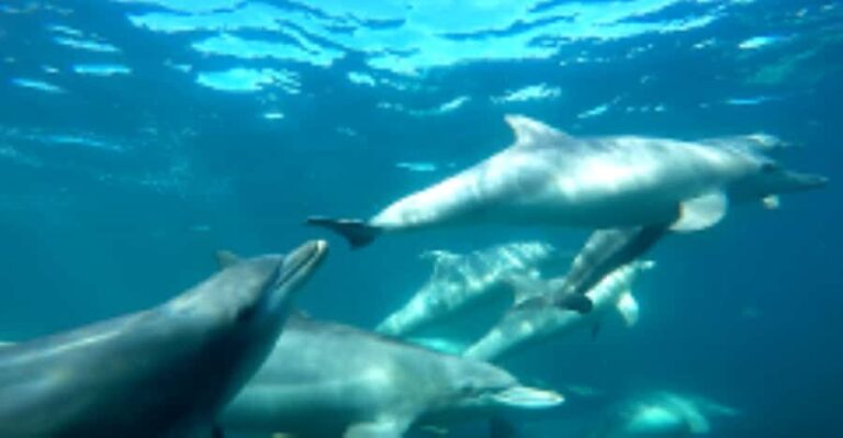 Perth: Swim with Wild Dolphins Tour - The Guides and Crew: What Sets Them Apart?