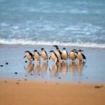 Philip Island express tour: penguin prd & wallaby spotting - Practicalities and Value