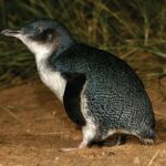 Phillip Island Direct Tour Penguin Parade and Coastal Views - What Reviewers Say