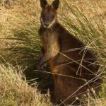 Phillip Island Penguin Parade Private Tour - Transport & Group Size