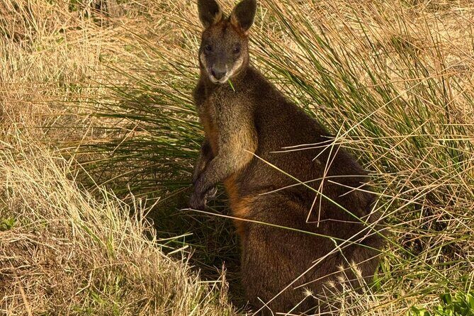 Phillip Island Penguin Parade Private Tour - Transport & Group Size