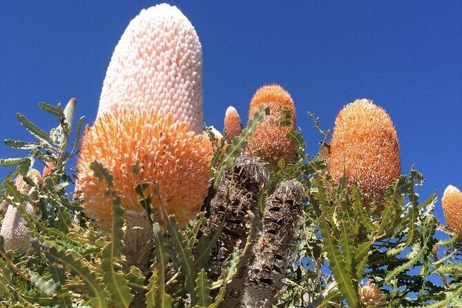 Pinnacles Day Tour - Practical Considerations and Value