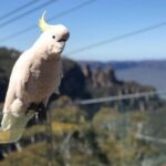 PJ Blue Mountains Supreme [Private Charter] - Detailed Itinerary Breakdown