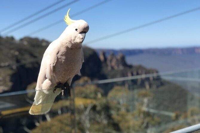 PJ Blue Mountains Supreme [Private Charter] - Detailed Itinerary Breakdown