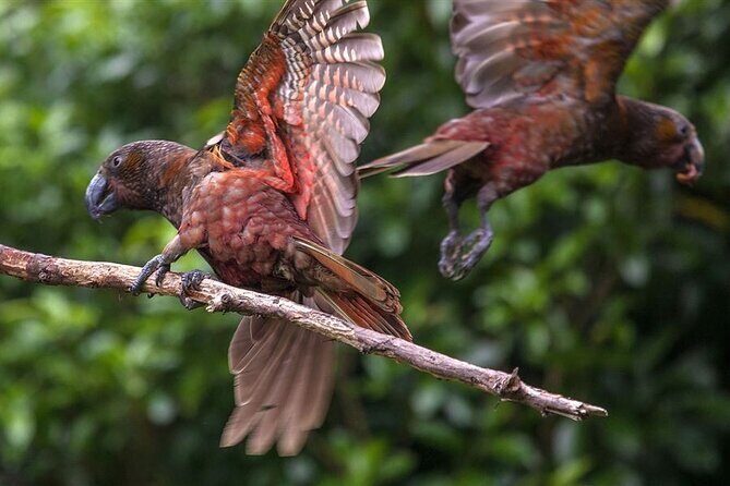 Pkaha Wildlife Centre Guided spiritual Tour from Wellington - Key Points