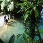 Port Douglas: Daintree Rainforest and Cape Tribulation Tour - What Makes This Tour Stand Out?