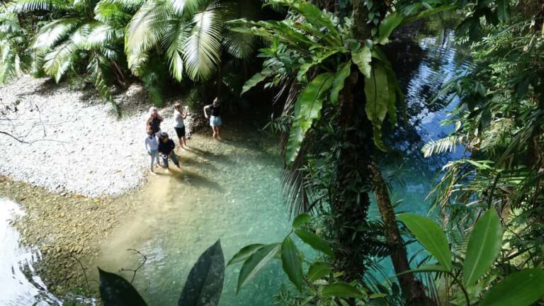Port Douglas: Daintree Rainforest and Cape Tribulation Tour - What Makes This Tour Stand Out?