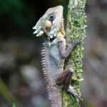 Port Douglas: Daintree Rainforest and Mossman Gorge Tour - Transportation, Duration, and Group Size