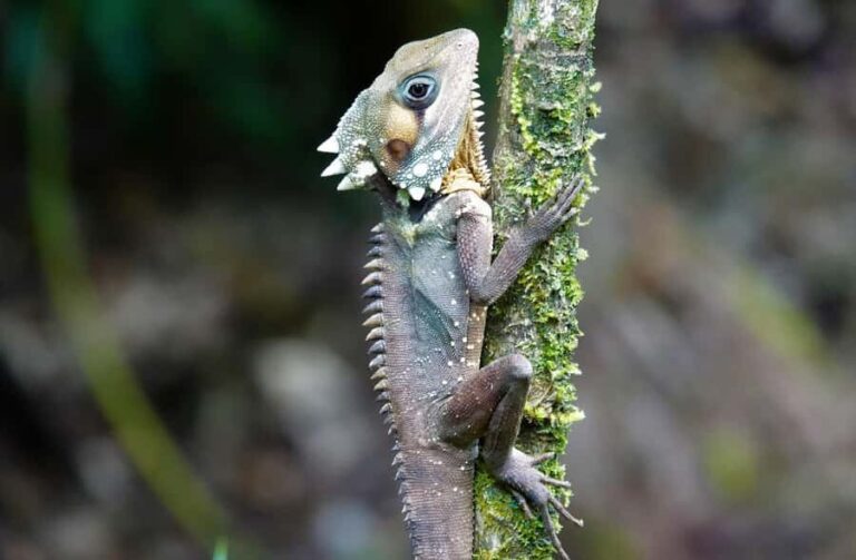 Port Douglas: Daintree Rainforest and Mossman Gorge Tour - Transportation, Duration, and Group Size