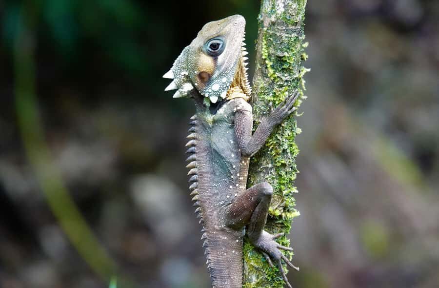 Port Douglas: Daintree Rainforest and Mossman Gorge Tour - Transportation, Duration, and Group Size