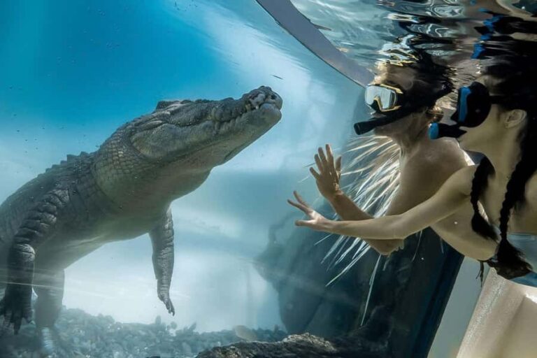 Port Douglas: Wildlife Habitat Swim with Crocodiles - The Value of the Experience