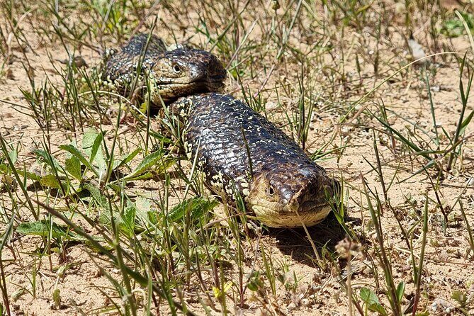 Port Lincoln Mikkira Station Wild Koala Safari Tour - What Reviewers Say