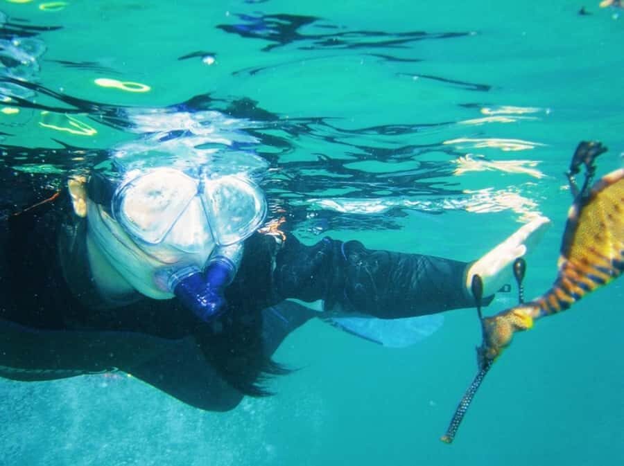 Portsea: Guided Snorkeling Tour with Weedy Sea Dragons - The Itinerary: What to Expect