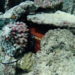 Private 4 Hours Reef Discovery Luxury Private Treasure Hunt in Bora Bora - Why Choose the Private 4-Hour Treasure Hunt?