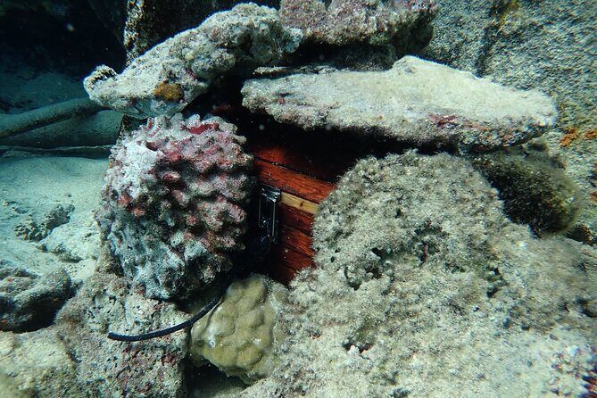 Private 4 Hours Reef Discovery Luxury Private Treasure Hunt in Bora Bora - Why Choose the Private 4-Hour Treasure Hunt?