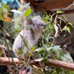 Private Blue Mountains Day Trip VIP from Sydney luxury Mercedes - The Experience in Detail