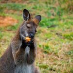 PRIVATE Blue Mountains Scenic World Australian Wildlife & Cruise - What Makes This Tour Stand Out?
