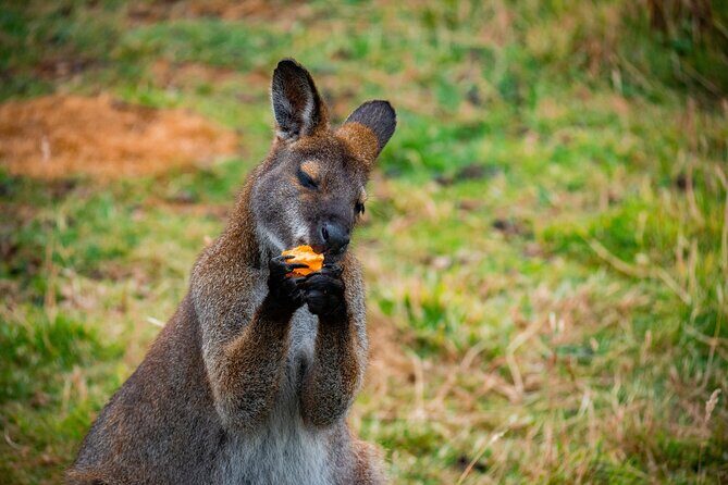 PRIVATE Blue Mountains Scenic World Australian Wildlife & Cruise - What Makes This Tour Stand Out?