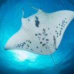 Private Boat for your Romantic Dive in Bora Bora - Who Should Consider This Tour?